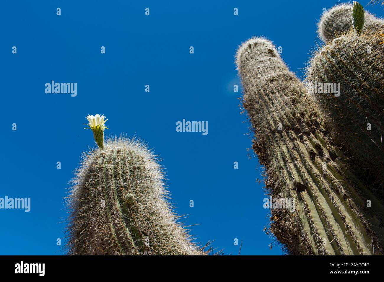 Cardon cacti with flowers in Humahuaca, a city in the valley of ...