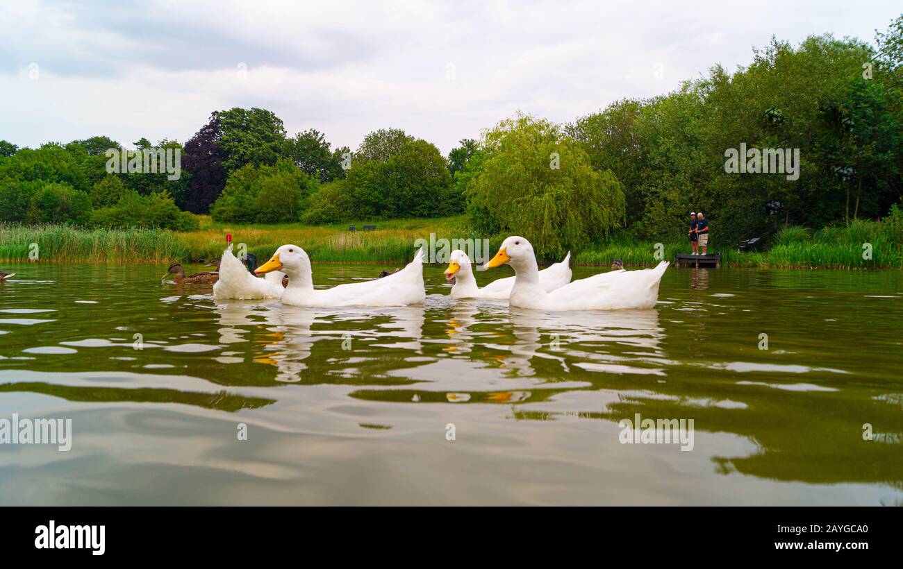 Large White Aylesbury Pekin Peking Duck Goose Low level water view with ...
