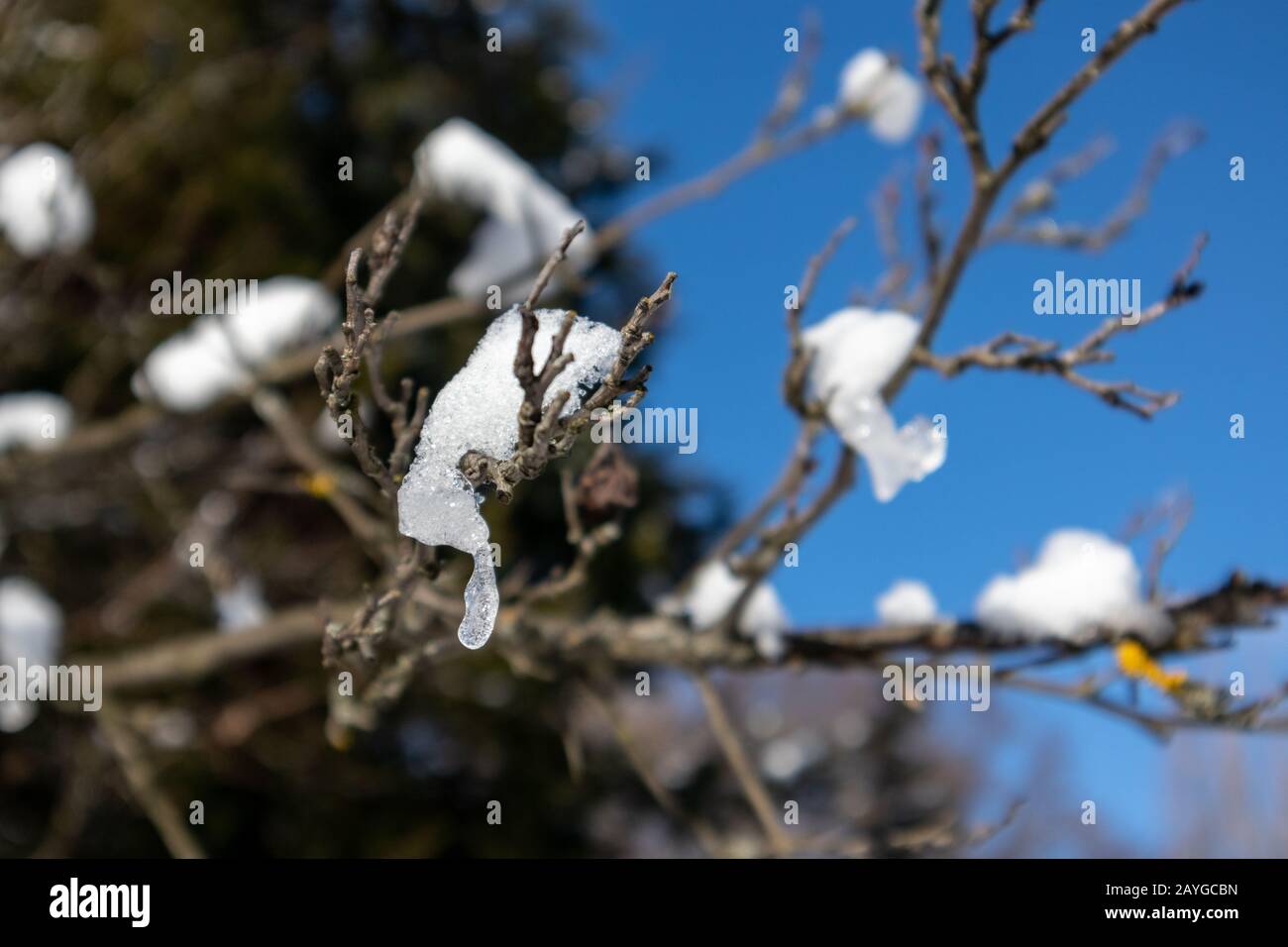Melting sparkling spring time snow on tree branch close-up blue sky ...