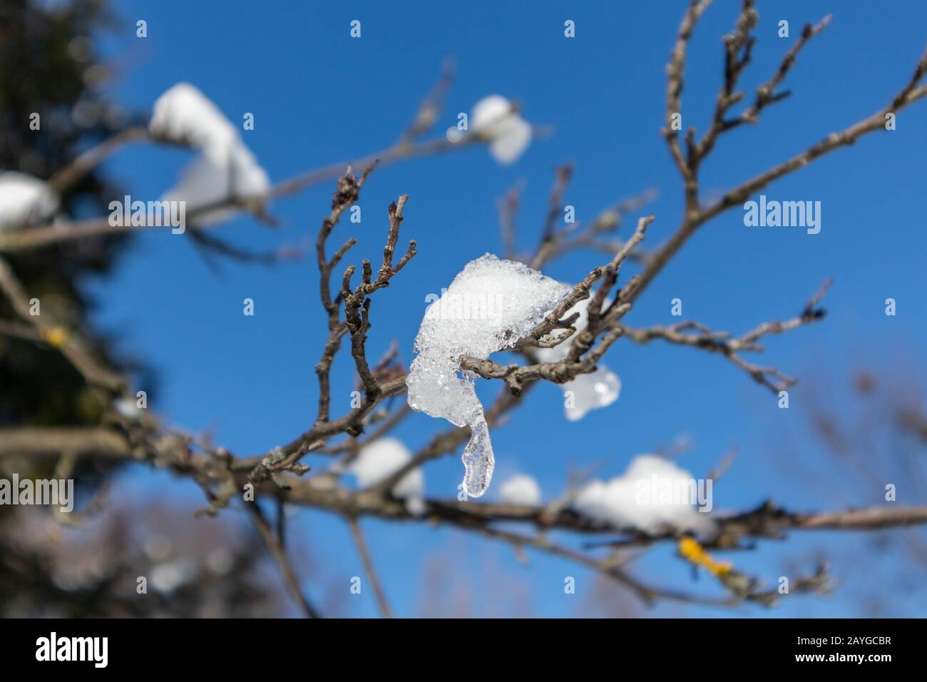 Melting sparkling spring time snow on tree branch close-up blue sky ...