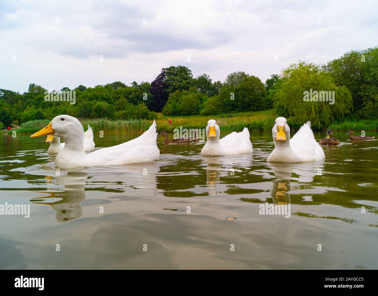 Large White Aylesbury Pekin Peking Duck Goose Low level water view with ...