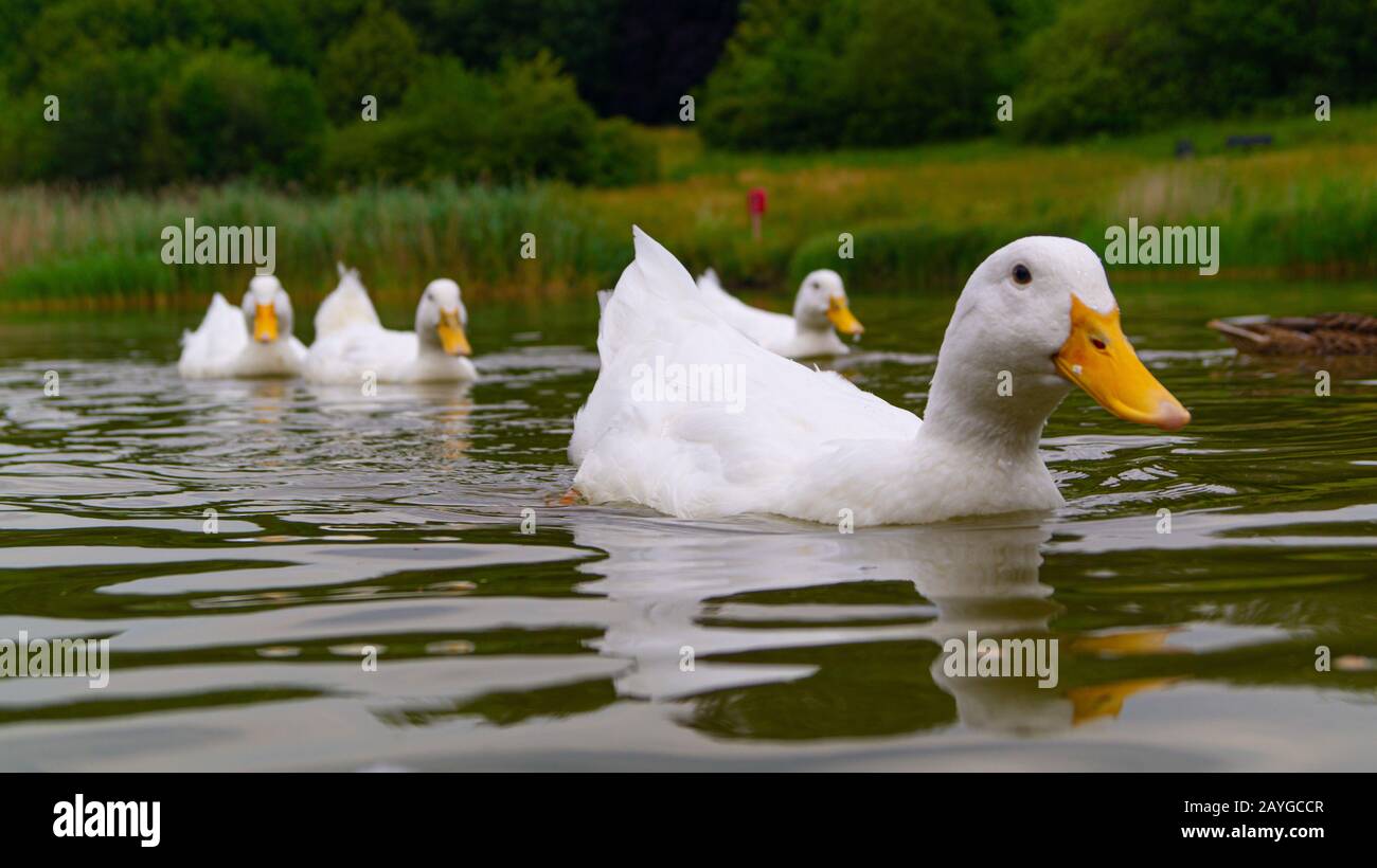 Large White Aylesbury Pekin Peking Duck Goose Low level water view with ...