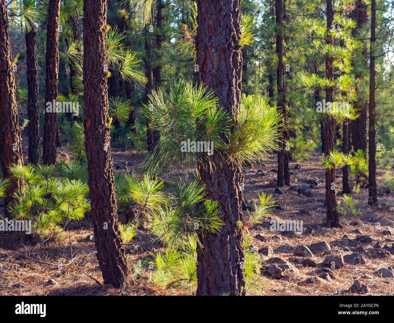 Canary island pine pinus canariensis hi-res stock photography and ...