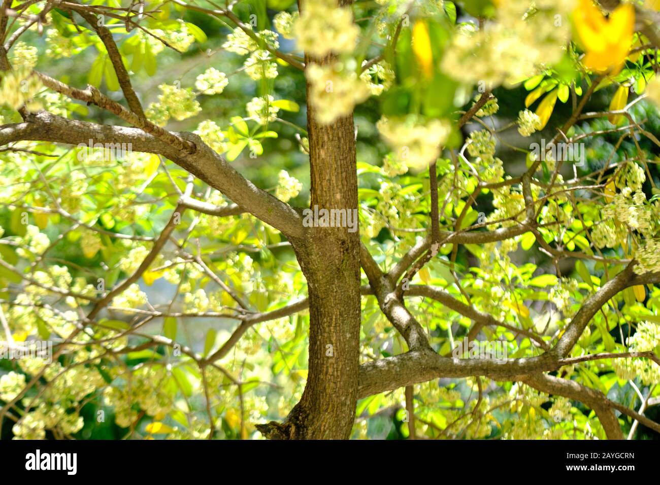 Leaves and flower background of Alstonia scholaris tree Stock Photo - Alamy