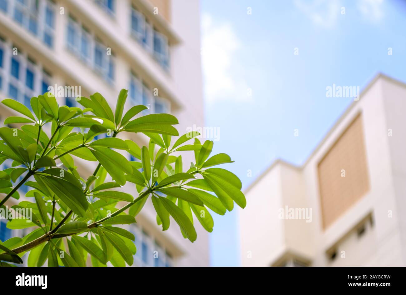 image blur background of green plant decor outside residential building ...