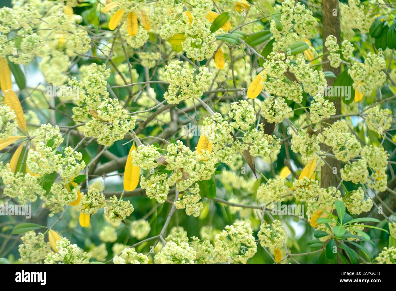 Leaves and flower background of Alstonia scholaris tree Stock Photo - Alamy