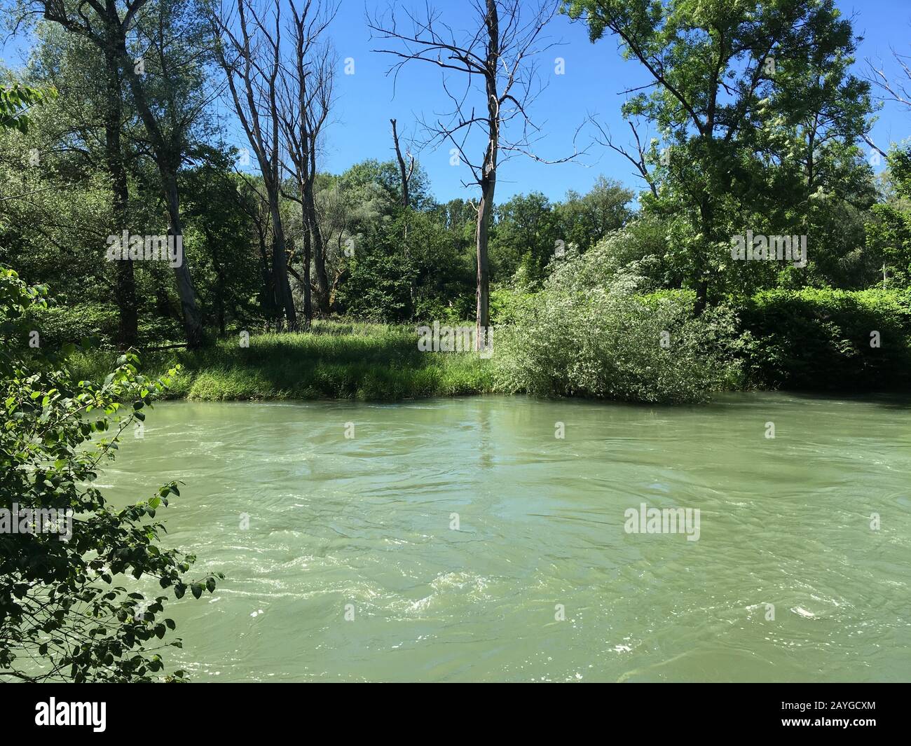 The channel of Aare in riverside forest is overflowed with green rain ...