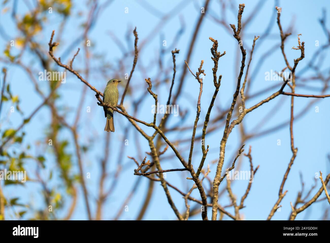 Blue verditer hi-res stock photography and images - Alamy