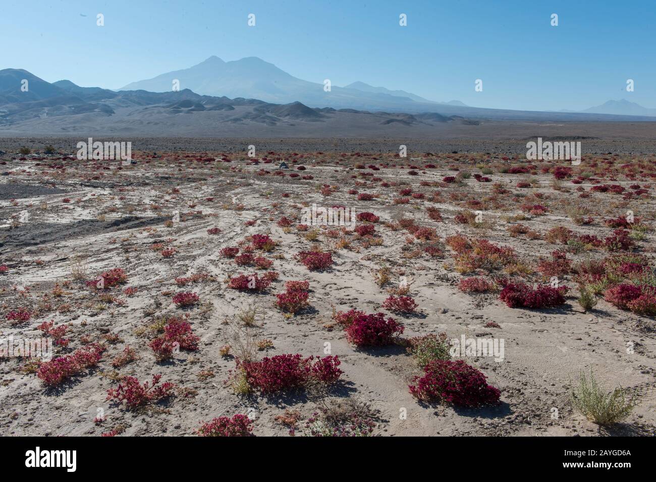 The Cistanthe celosioides plants can survive under extremely arid ...