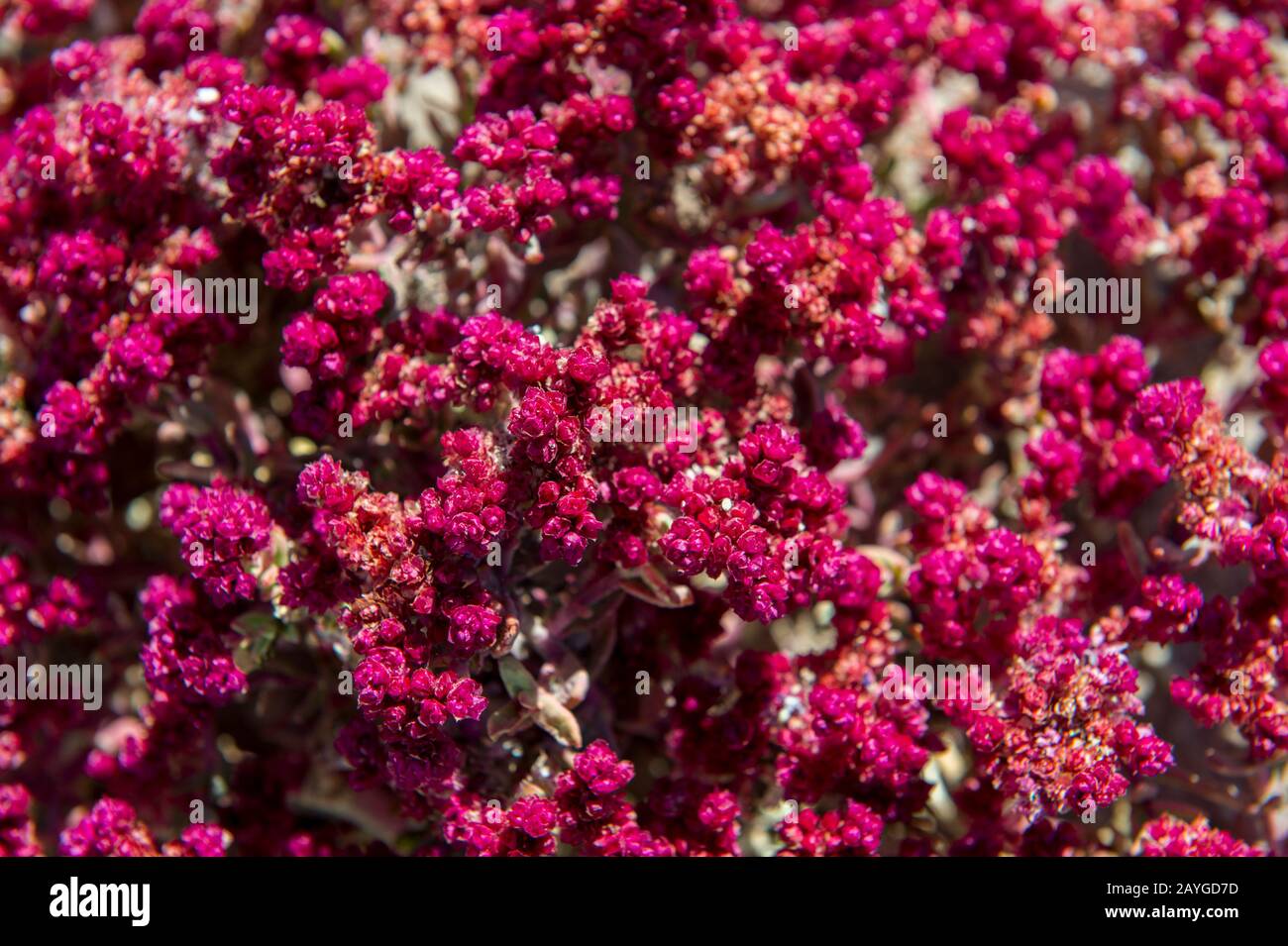 The Cistanthe celosioides plants can survive under extremely arid ...