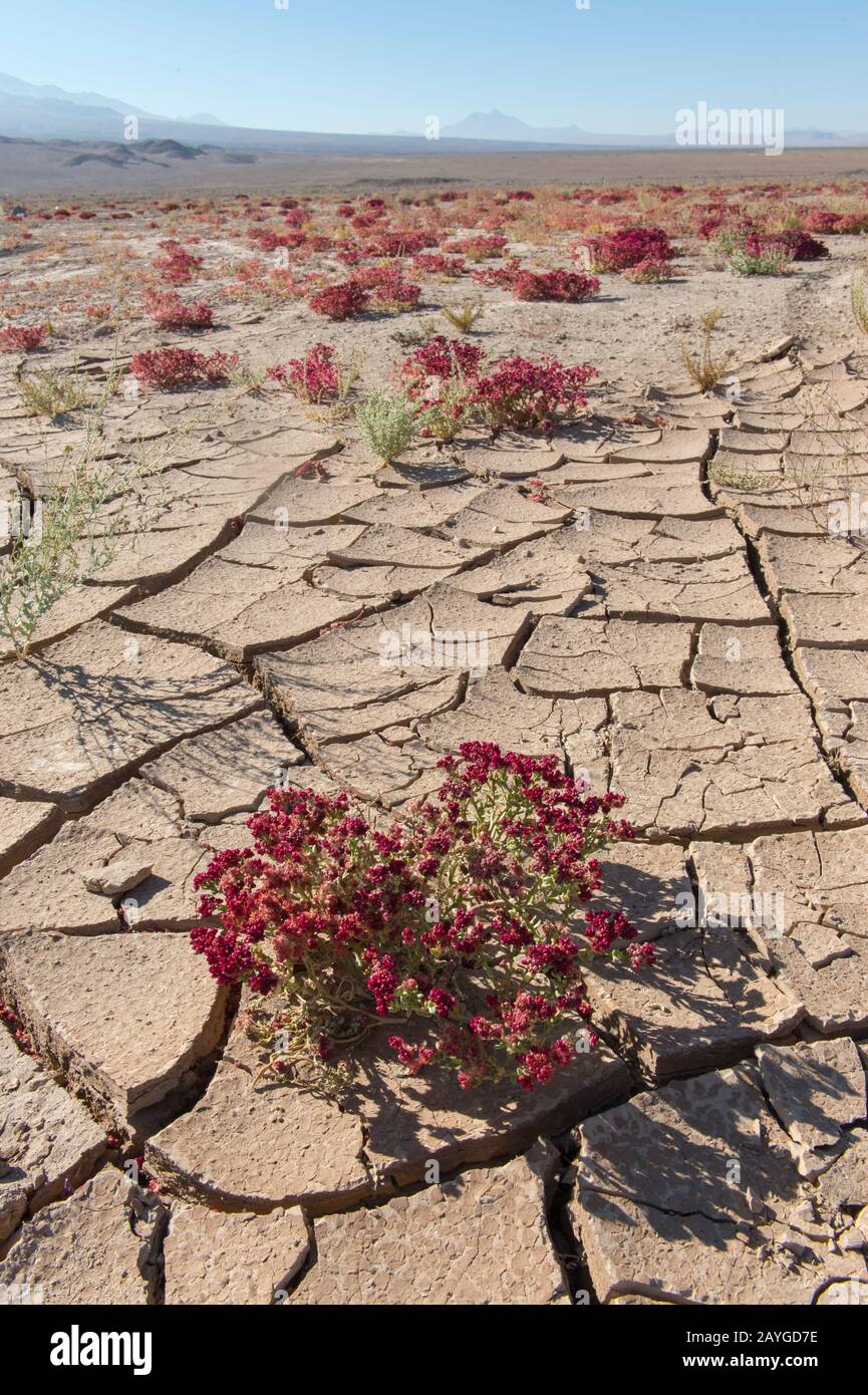 Plant In Northern Chile