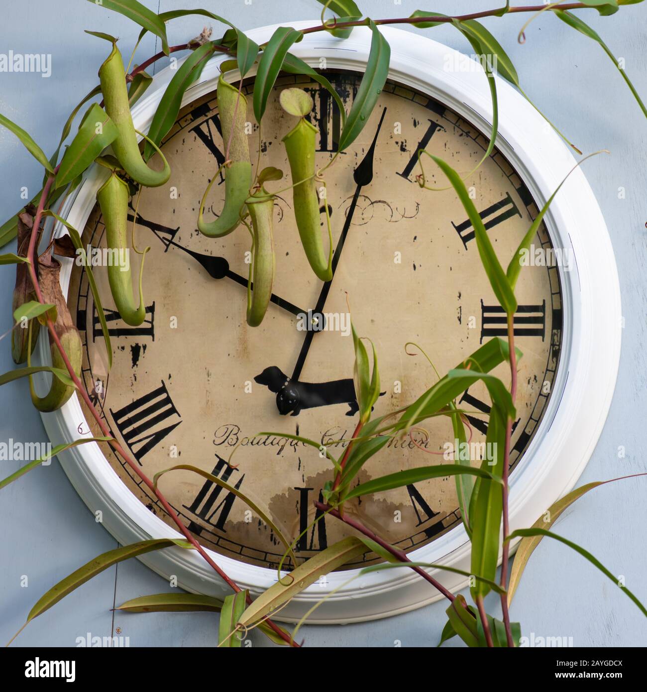 Carnivorous plants growing around an old wall clock Stock Photo - Alamy