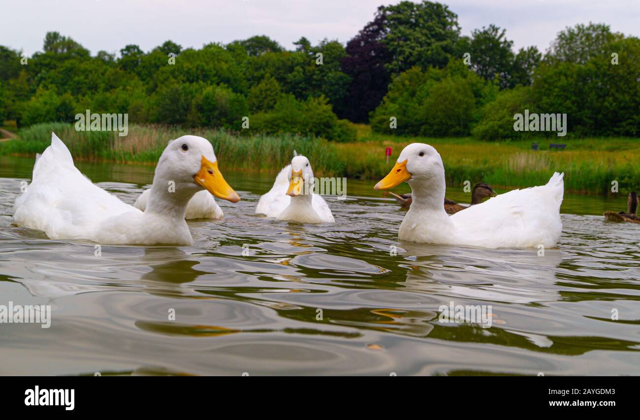 Large White Aylesbury Pekin Peking Duck Goose Low-level water view with ...