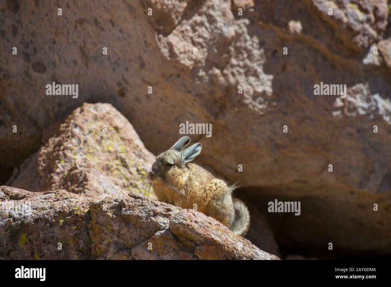 Vizcacha (Sagirium viscacia) at El Tatio Geysers geothermic basin near ...