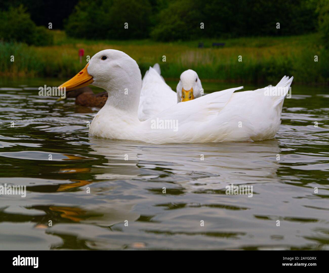 Large White Aylesbury Pekin Peking Duck Goose Low-level water view with ...