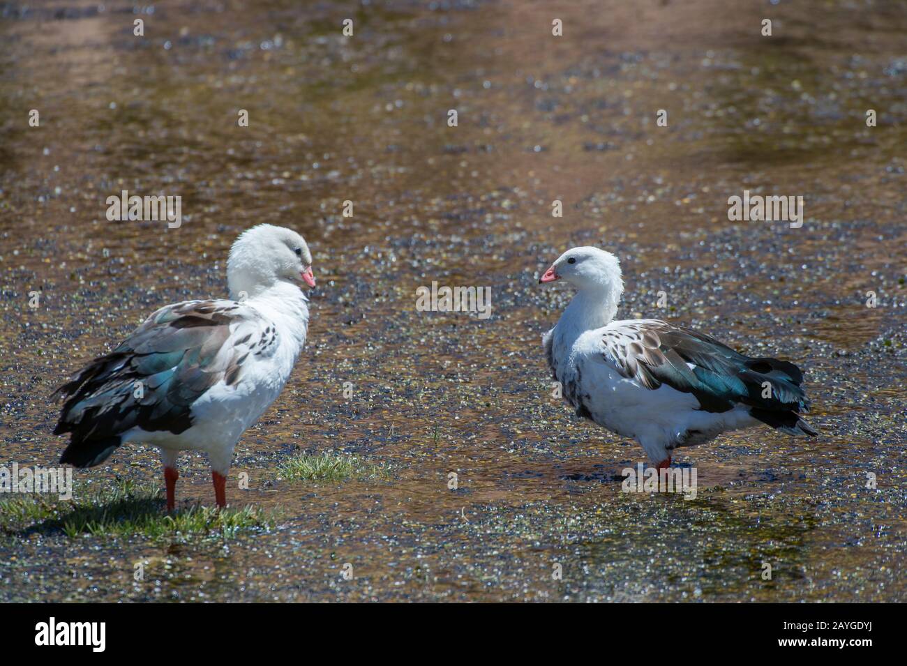 Andean geese (Chloephaga melanoptera) in the wetland of the Vado Rio ...