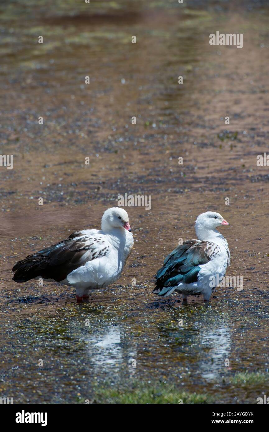 Andean geese hi-res stock photography and images - Alamy