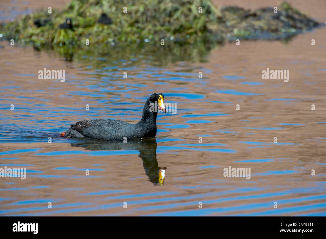 Atacama giant hi-res stock photography and images - Alamy