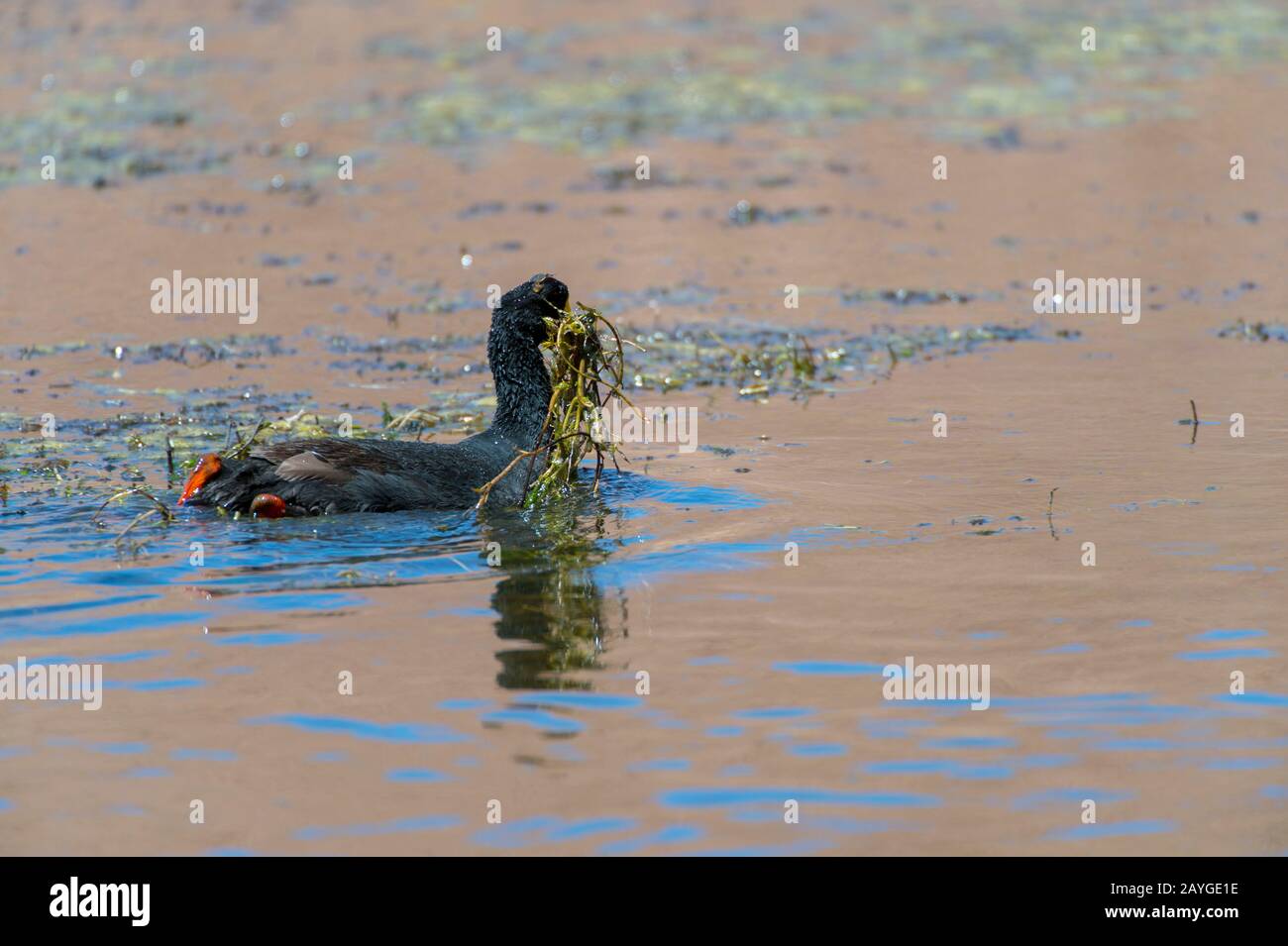 Giant Coot (Fulica gigantea) with nesting material in wetland in the ...