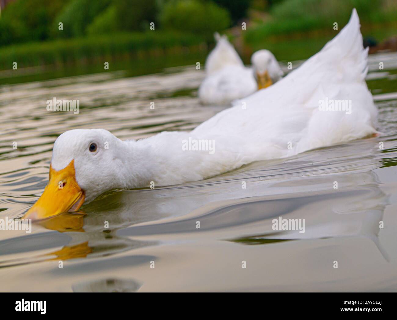 Large White Aylesbury Pekin Peking Duck Goose Low-level water view with ...