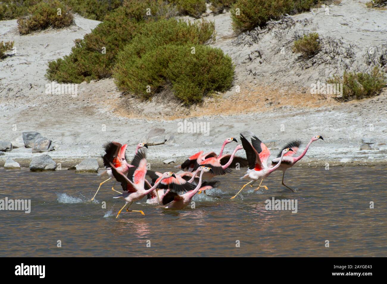 Andean Flamingos (Phoenicopterus andinus) taking flight at a lagoon in ...