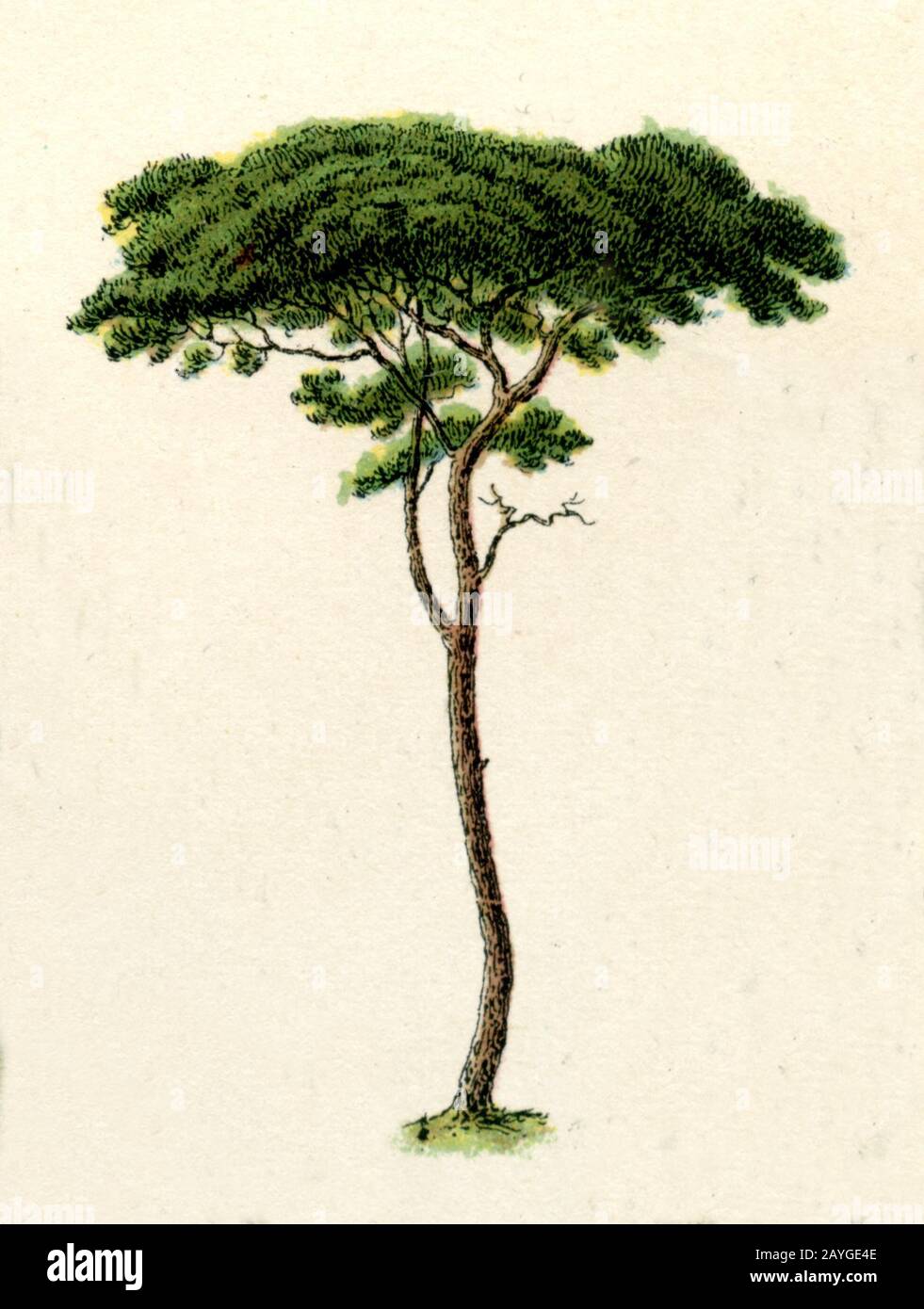 Pinus pinea drawing hi-res stock photography and images - Alamy