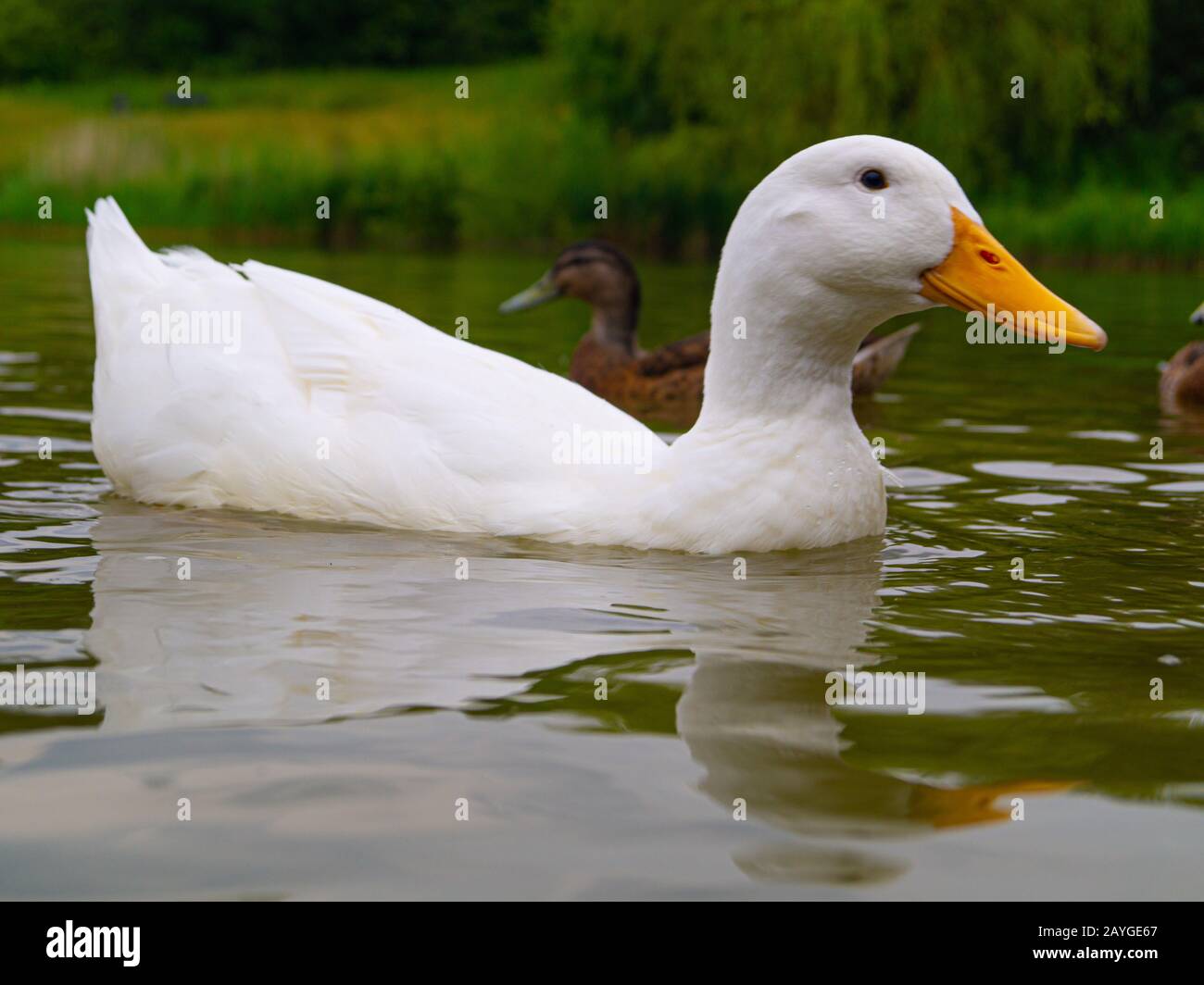 Large White Aylesbury Pekin Peking Duck Goose Low-level water view with ...