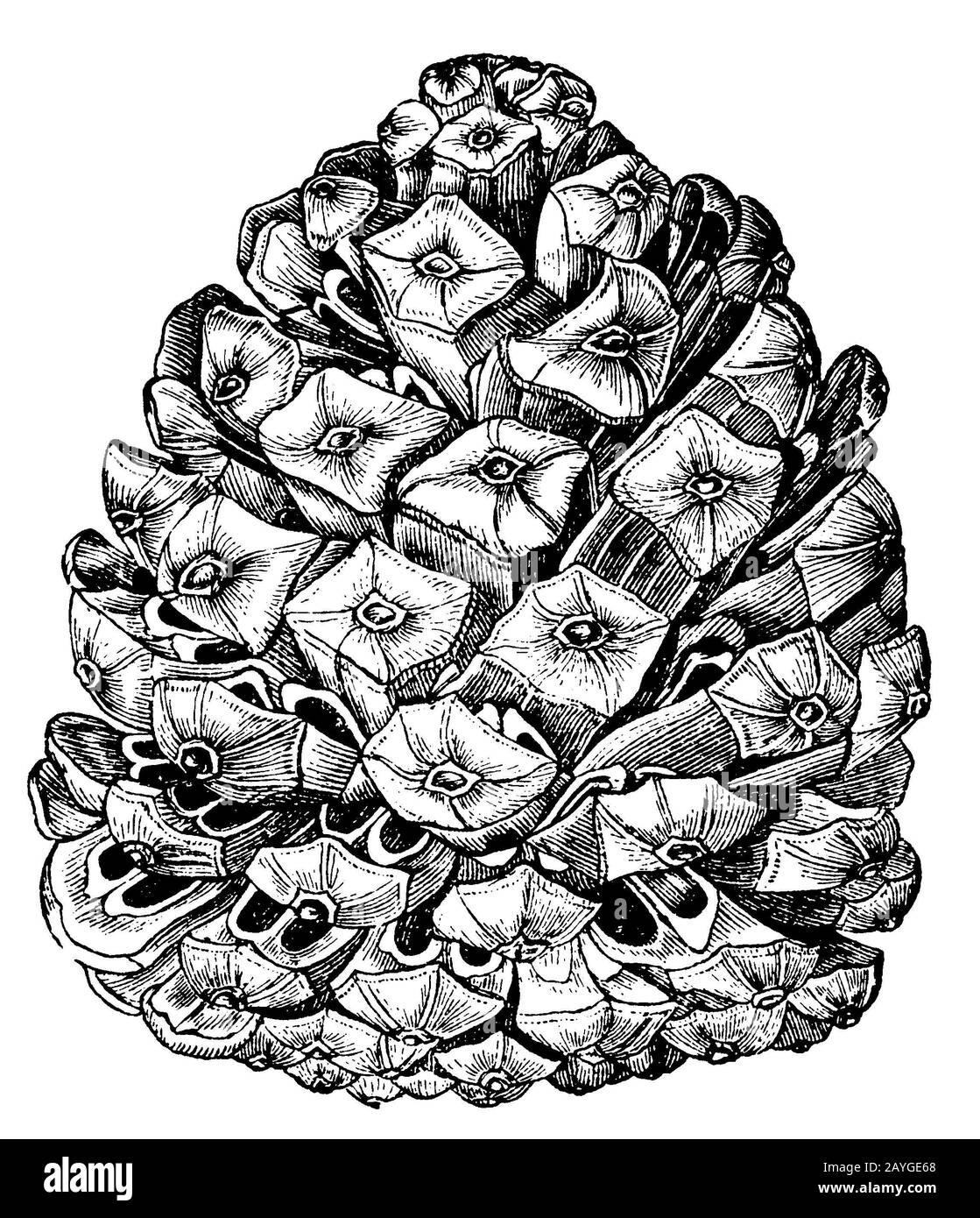 Pinus pinea drawing hi-res stock photography and images - Alamy