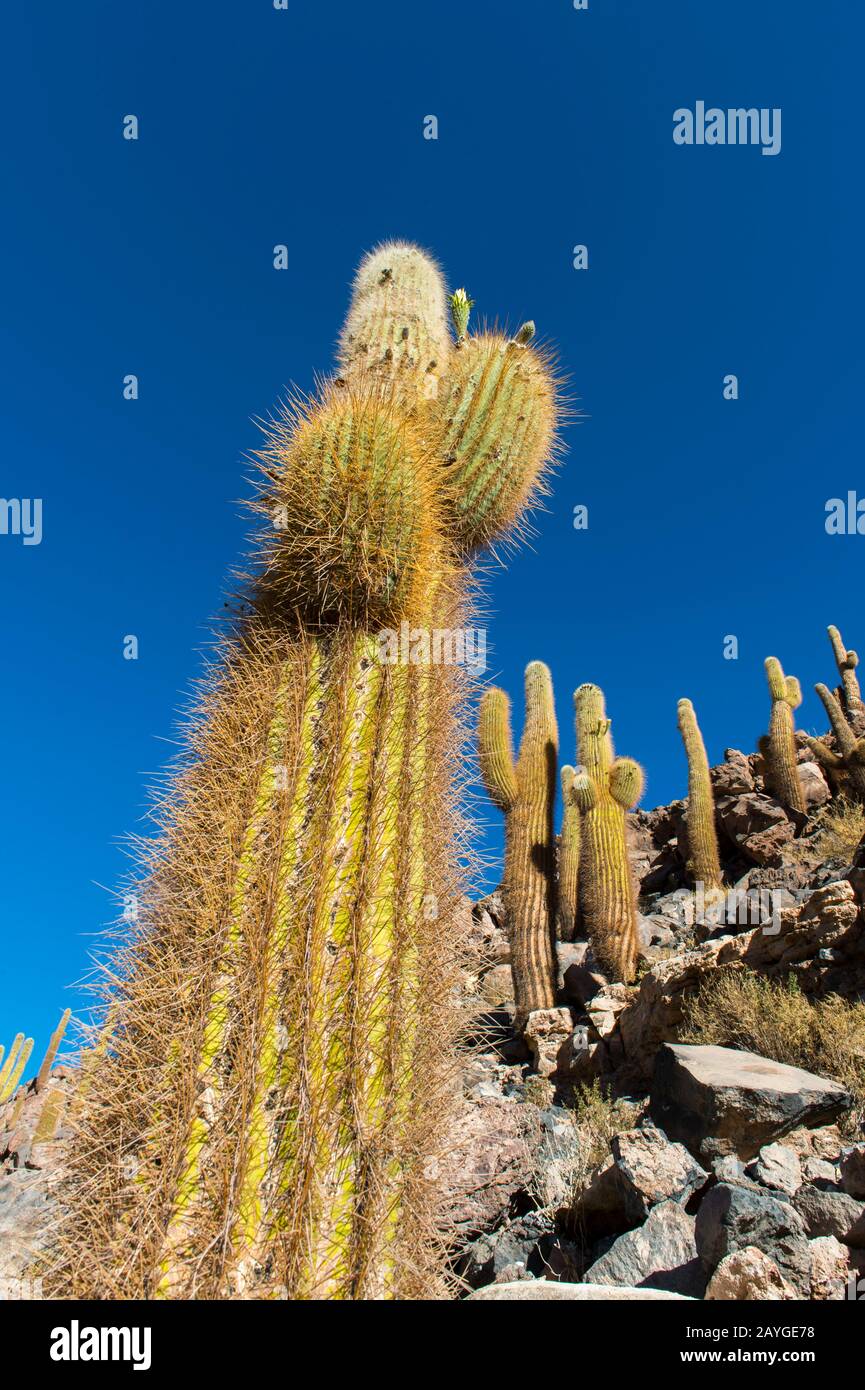 Cardon cacti (Echinopsis atacamensis) at Guatin creek in the Atacama Desert near San Pedro de ...
