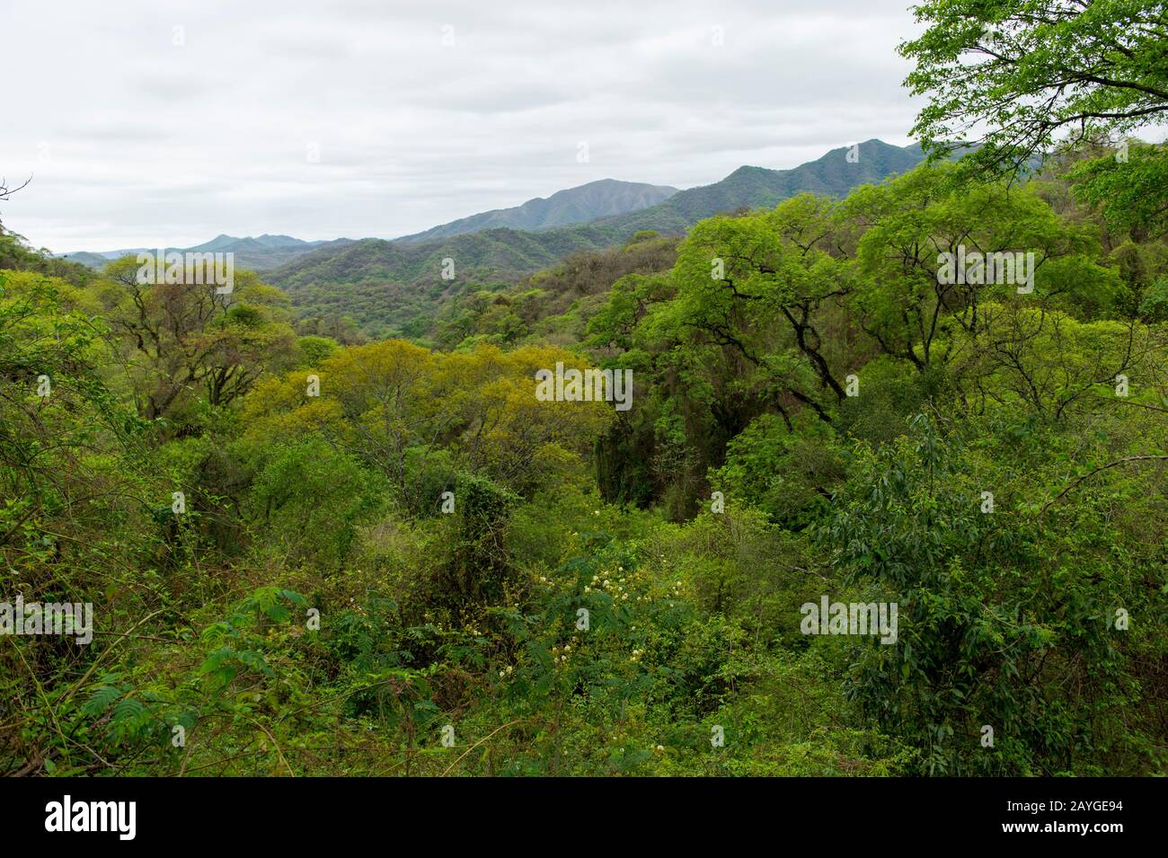 Overview of the neotropical Yungas Cloud forest in the foothills of the ...