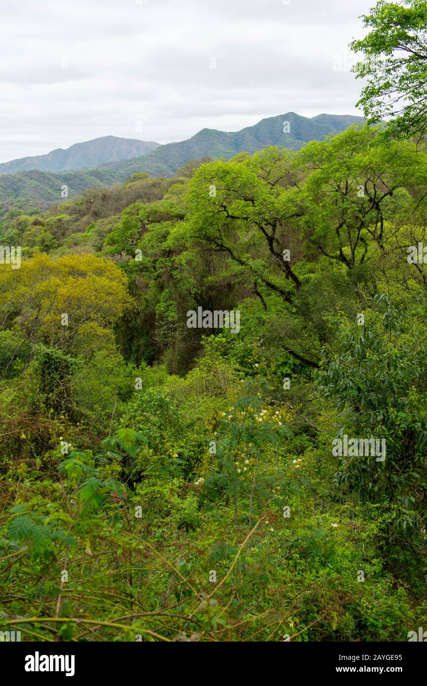 Overview of the neotropical Yungas Cloud forest in the foothills of the ...