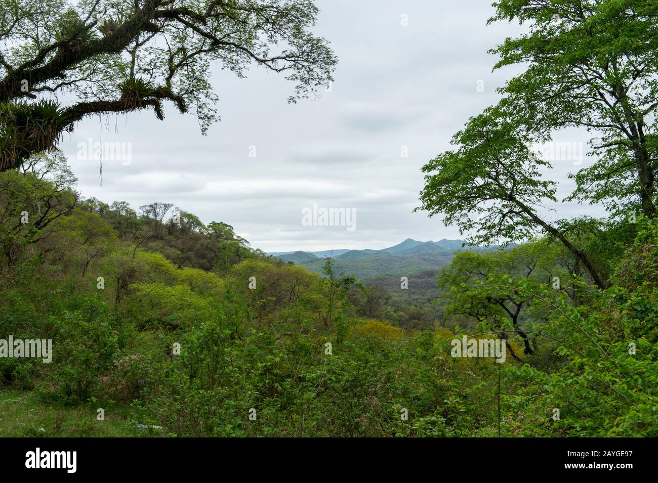 Overview of the neotropical Yungas Cloud forest in the foothills of the ...