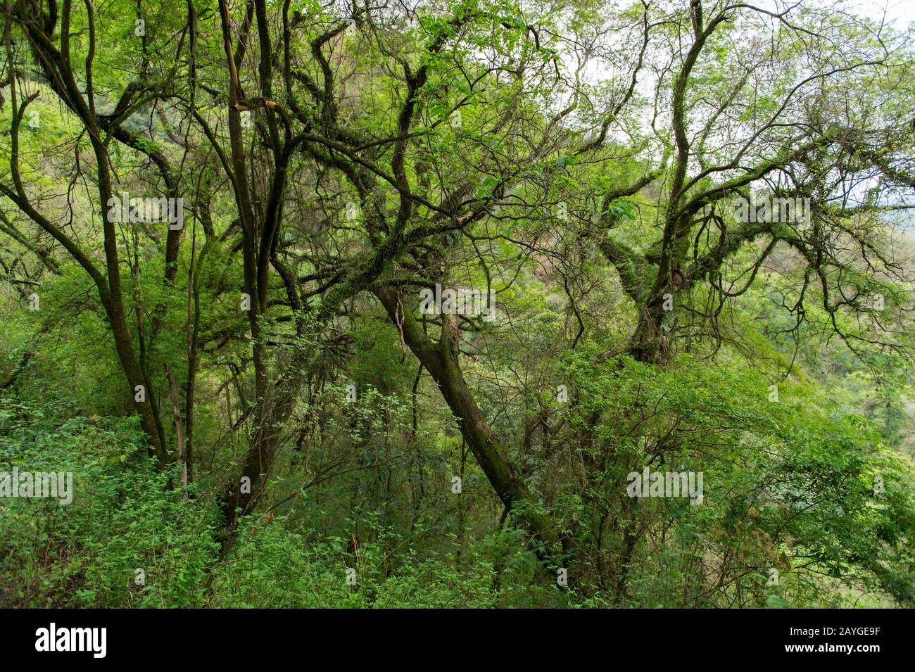 Neotropical Yungas Cloud forest in the foothills of the Andes Mountains ...