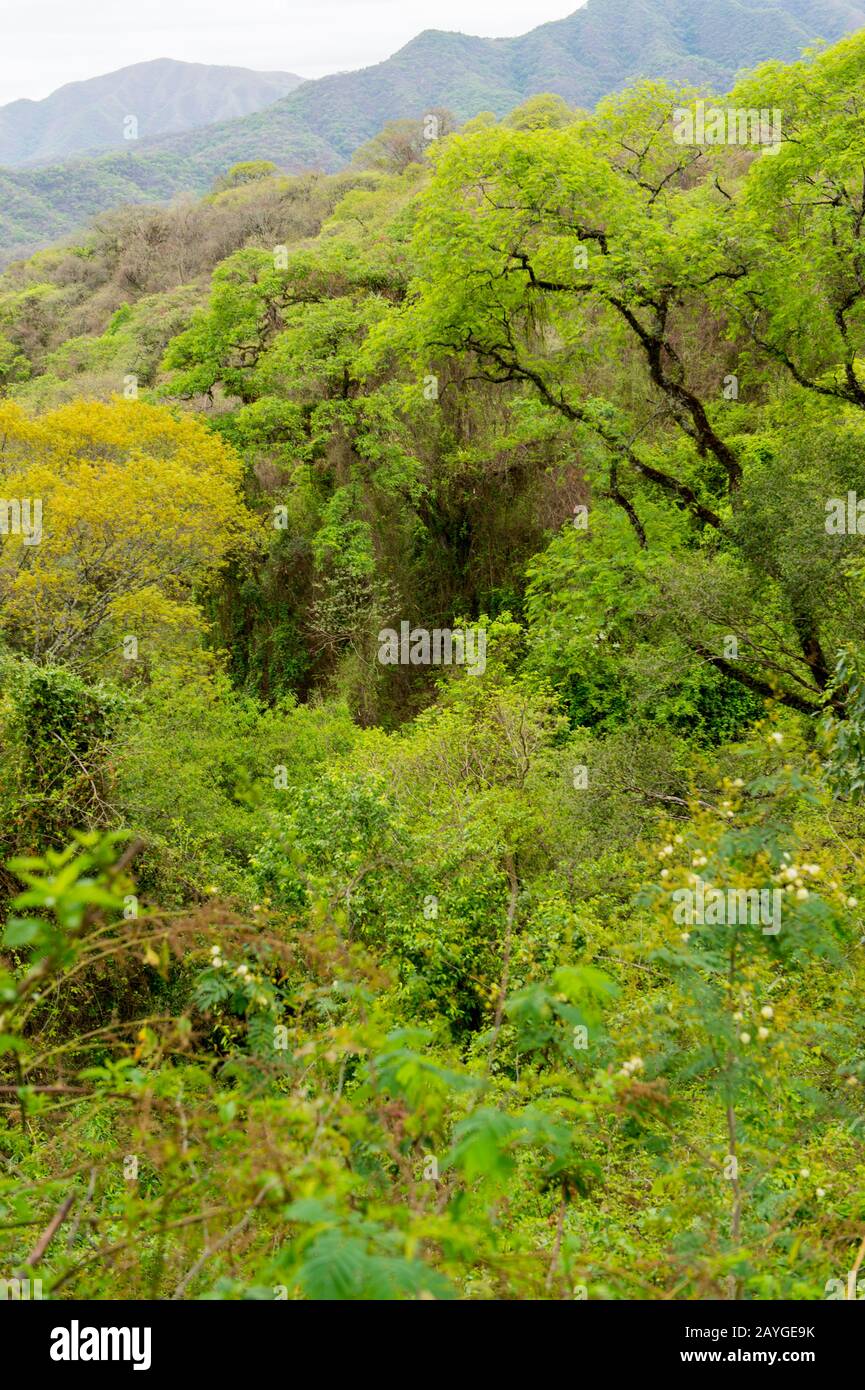 Overview of the neotropical Yungas Cloud forest in the foothills of the ...