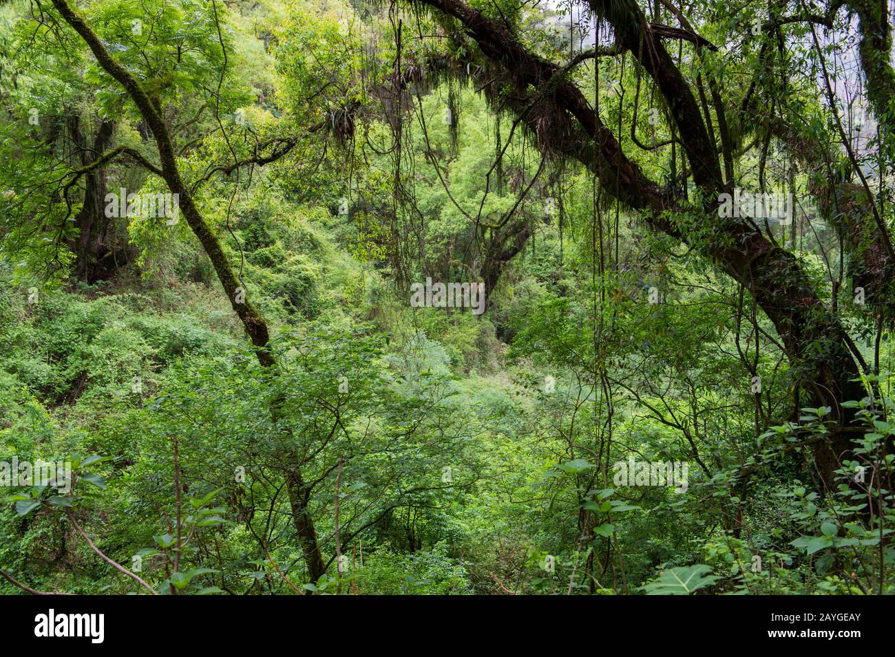 Trees covered with bromeliads and ferns in the neotropical Yungas Cloud ...