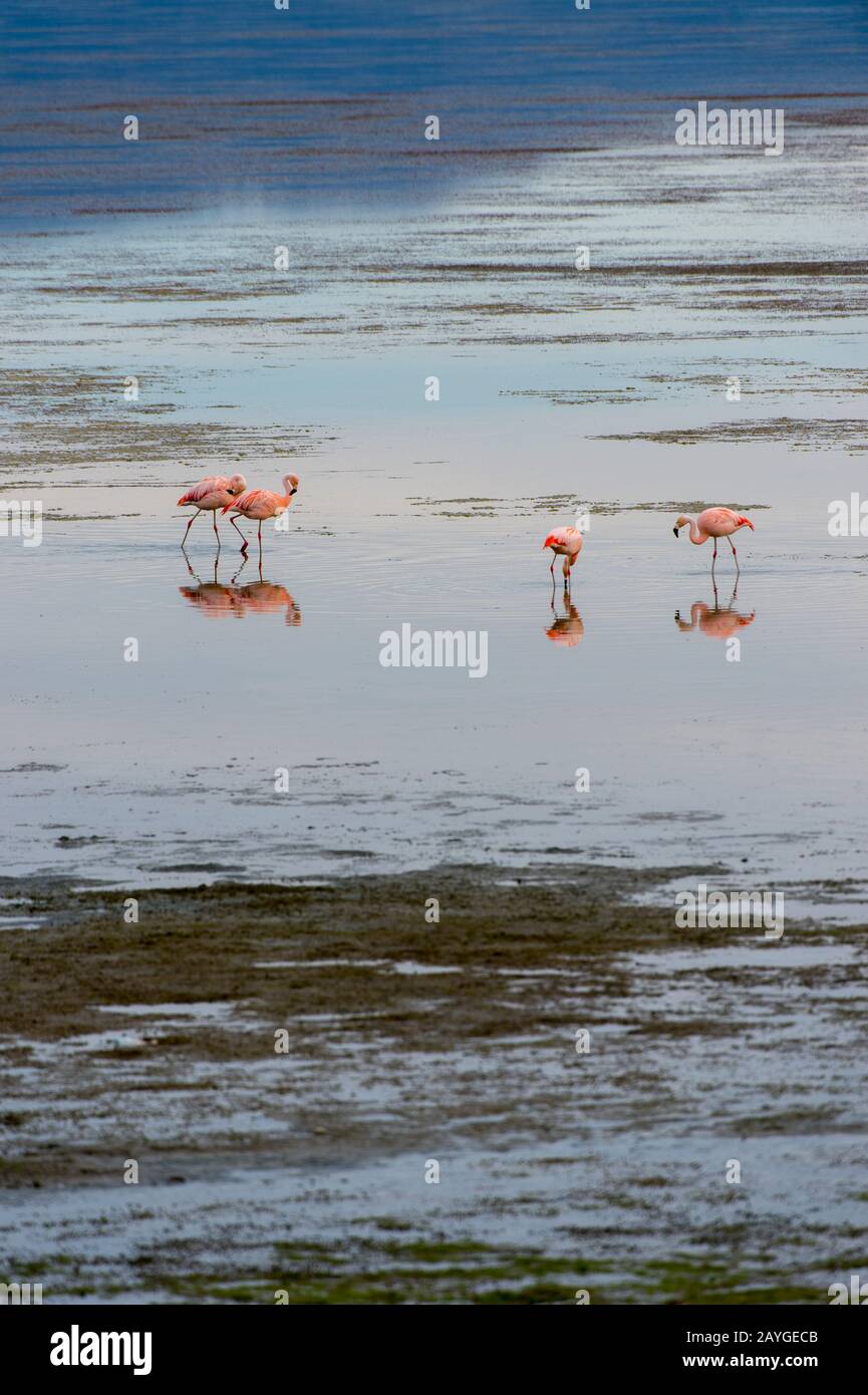 Bahia Redonda El Calafate High Resolution Stock Photography and Images ...