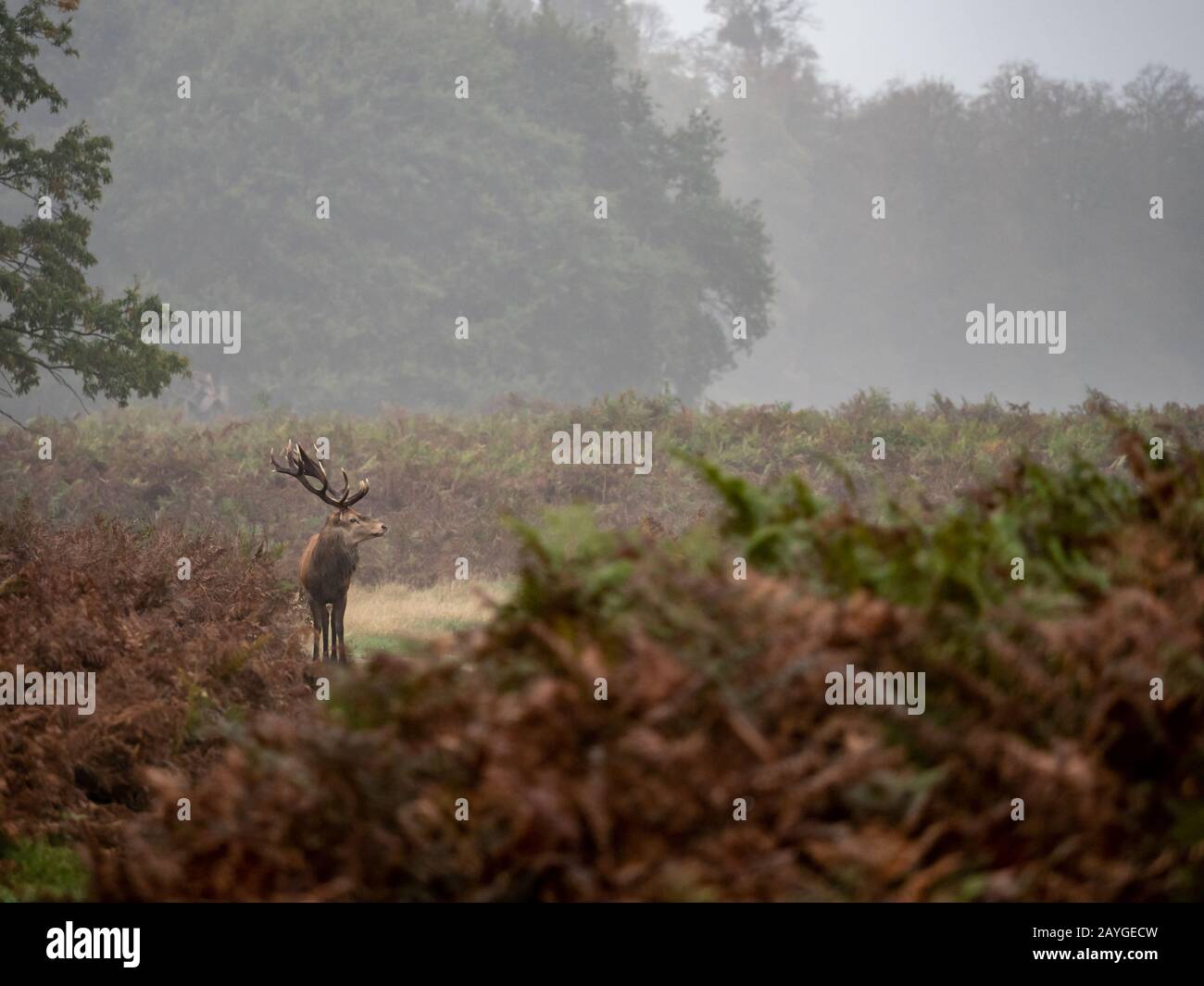 Bushy park deer mist hi-res stock photography and images - Alamy