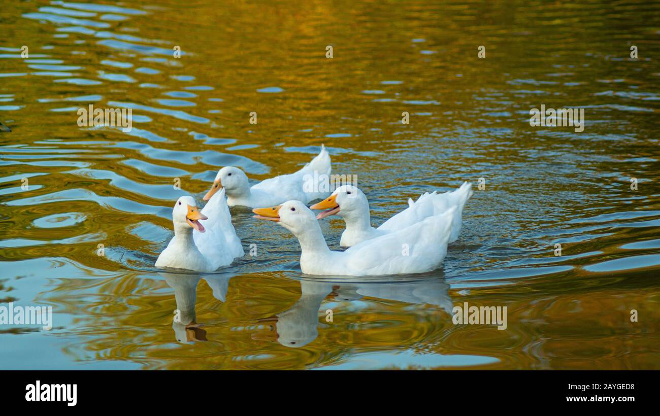 Large White Aylesbury Pekin Peking Duck Goose Low-level water view with ...