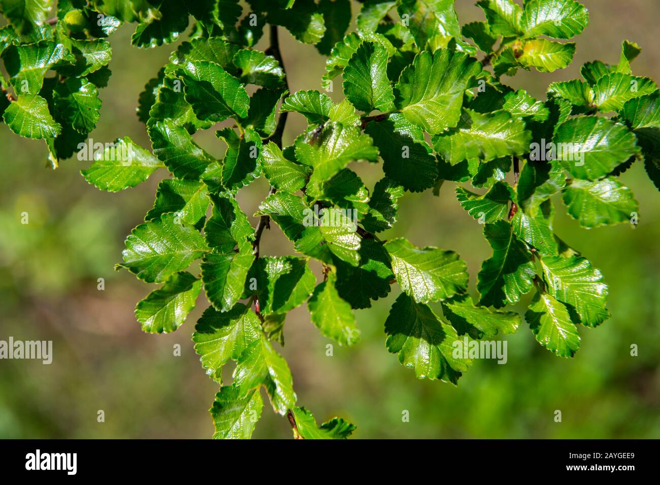 Leaves of Lenga trees (Nothofagus pumilo) in Los Glaciares National ...
