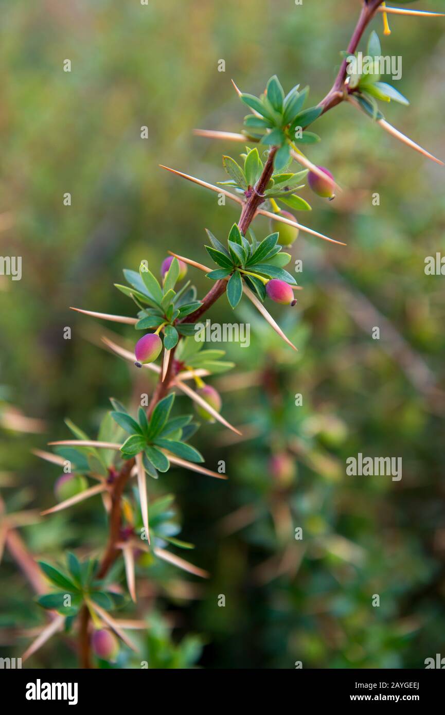 Box leafed barbarry berberis microphylla hi-res stock photography and ...