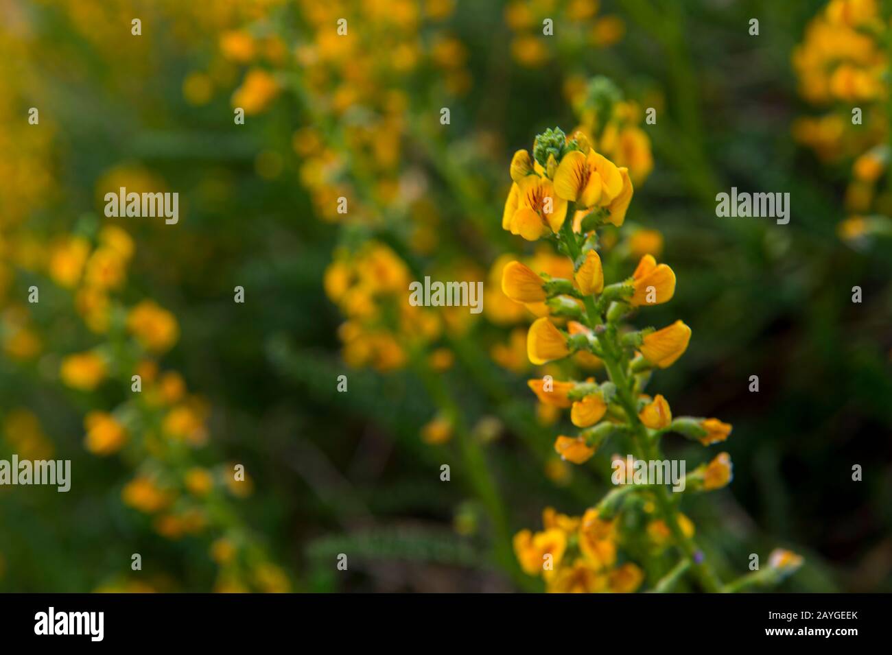 Adesmia hi-res stock photography and images - Alamy