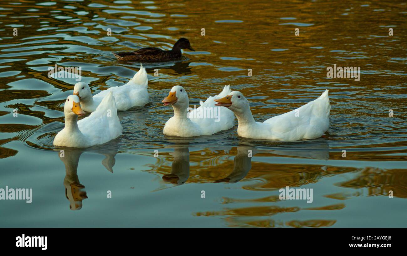 Large White Aylesbury Pekin Peking Duck Goose Low-level water view with ...