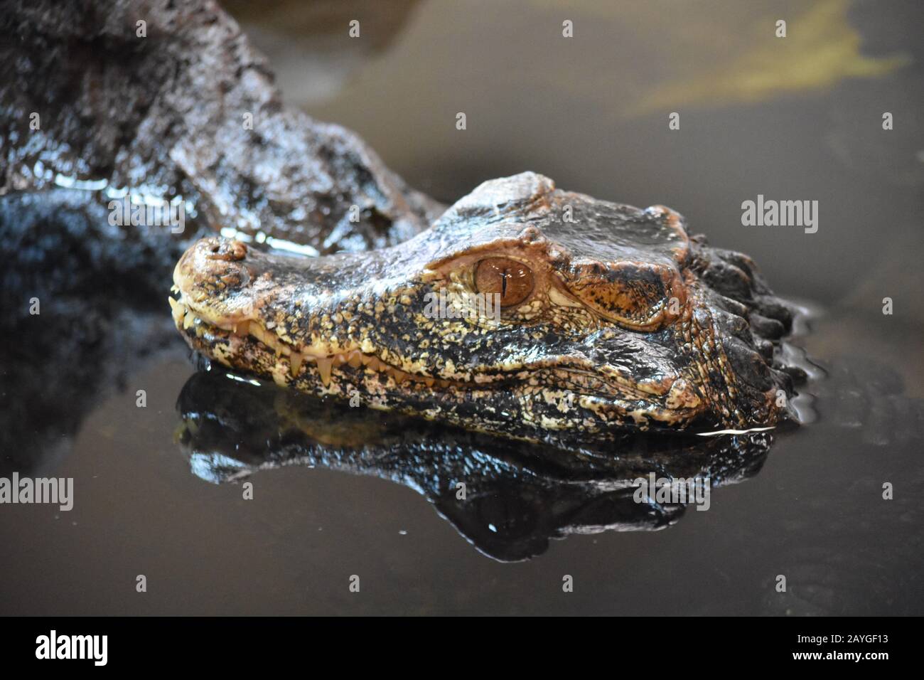 Smooth fronted caiman hi-res stock photography and images - Alamy