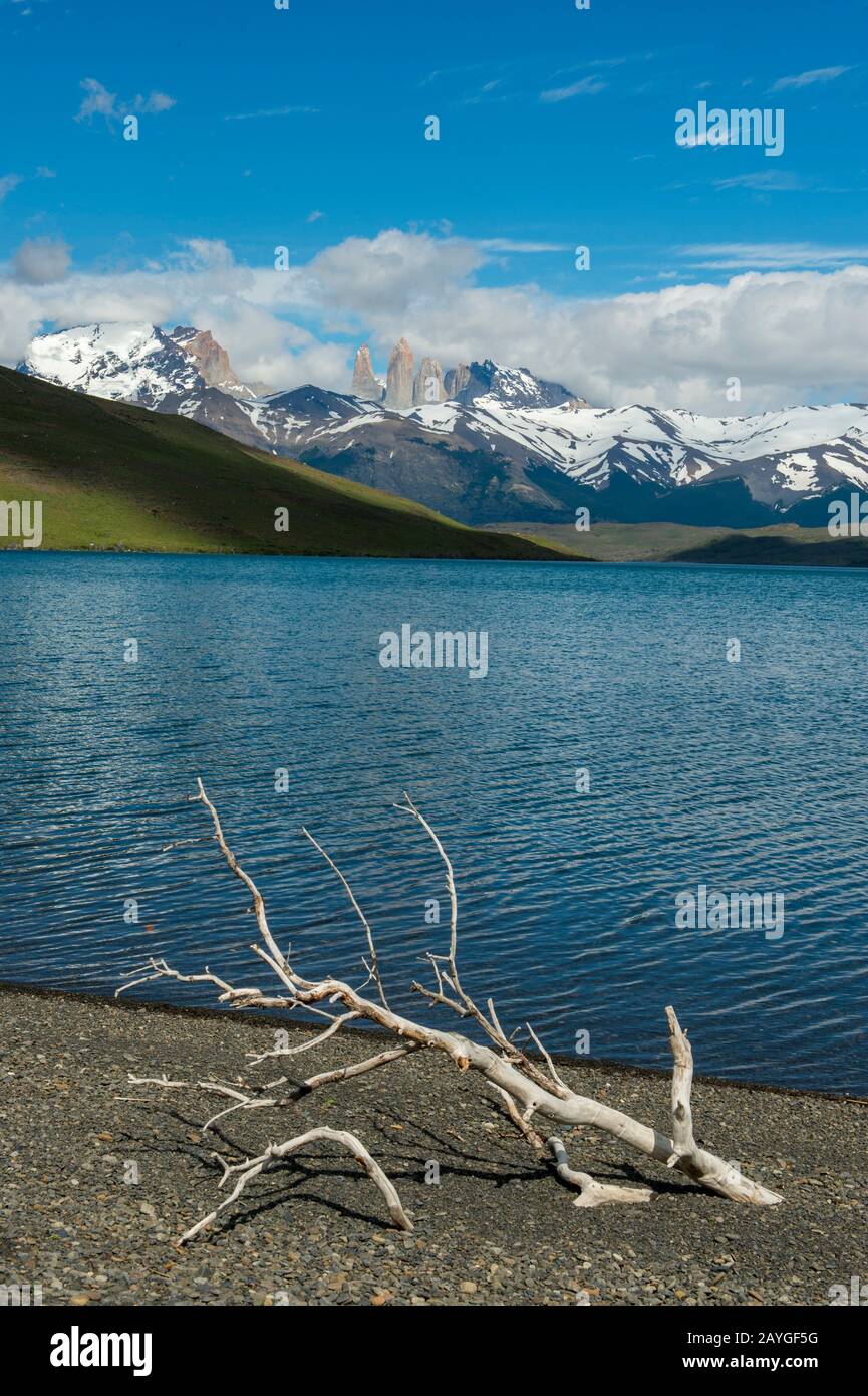 View of Paine Towers from Laguna Azul with branch of tree on the beach ...