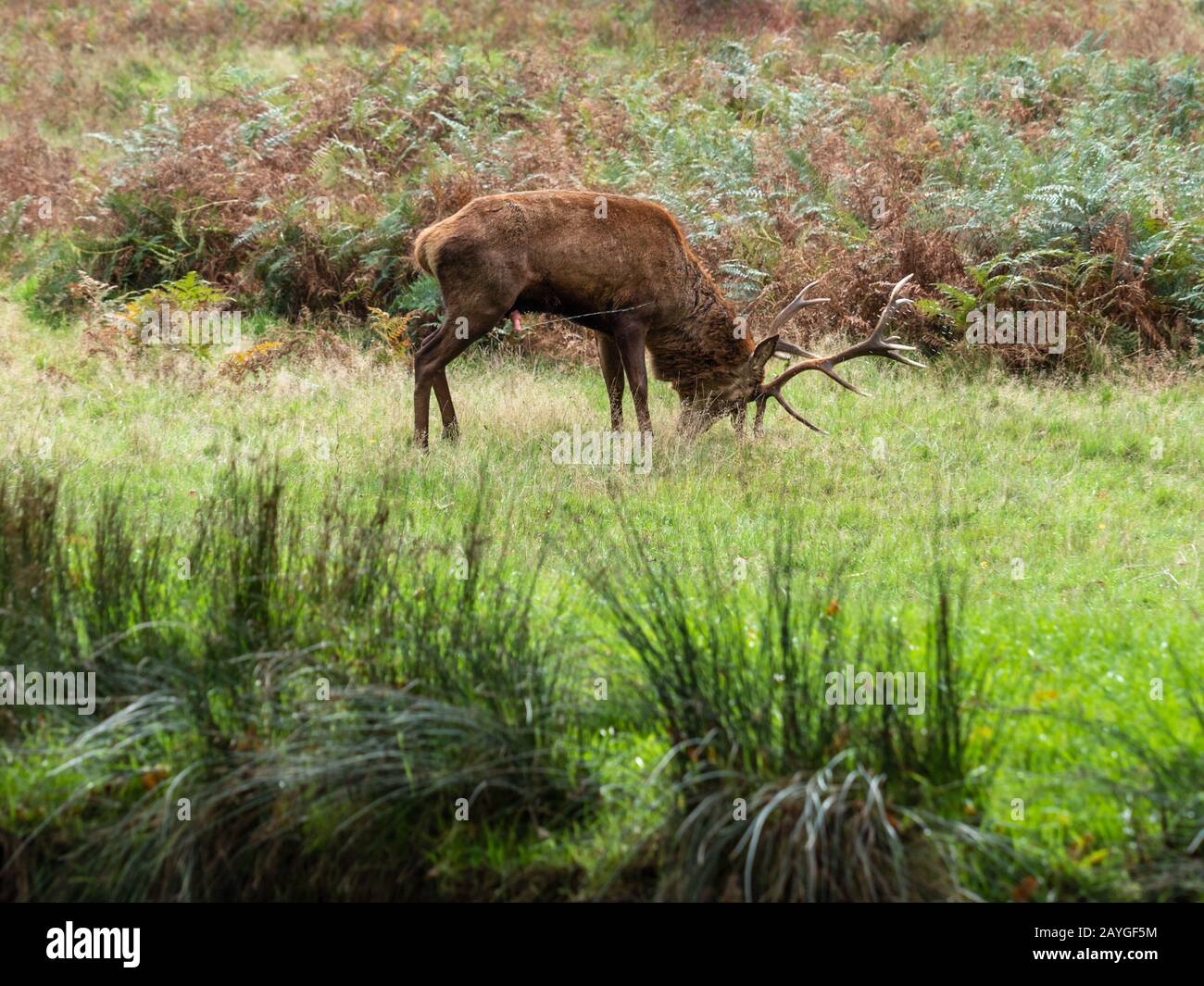 Red Deer Stag Urinating during the Rut Stock Photo - Alamy