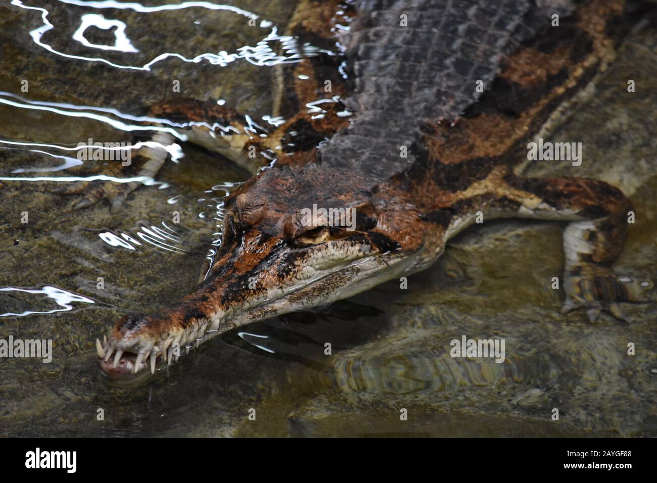 Tomistoma tomistoma schlegelii hi-res stock photography and images - Alamy