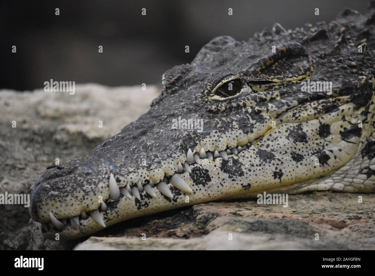 Cuban crocodiles hi-res stock photography and images - Alamy