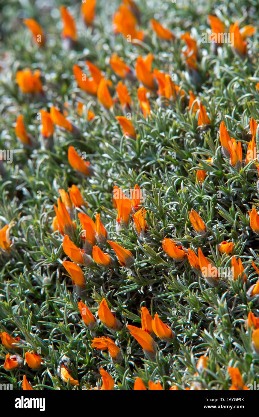 Chile National Flower