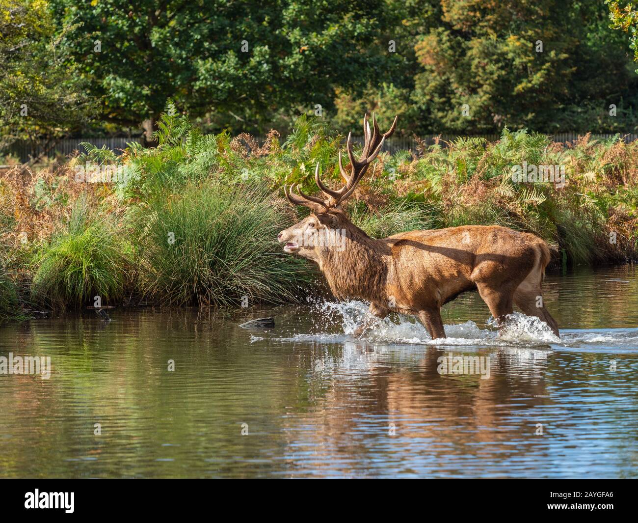 Red Deer Stag walking in water Stock Photo - Alamy