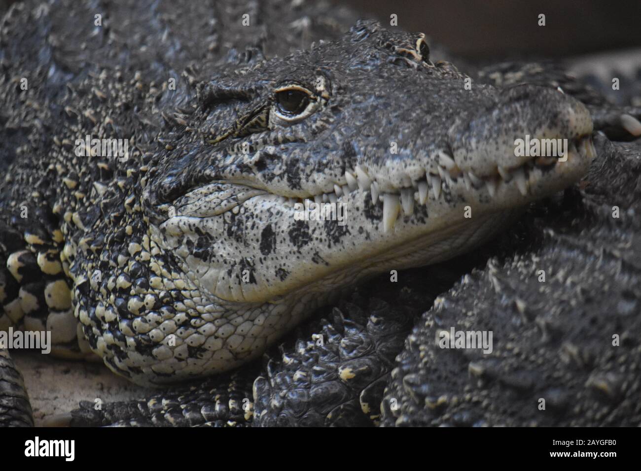Cuban crocodiles hi-res stock photography and images - Alamy